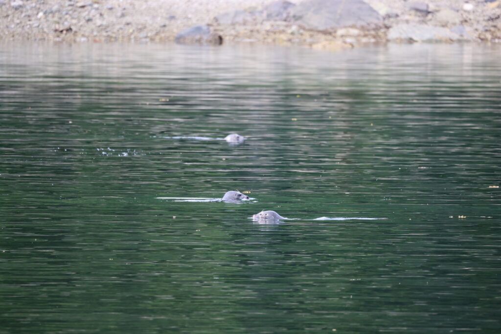 Maps - PSF Marine Data Centre