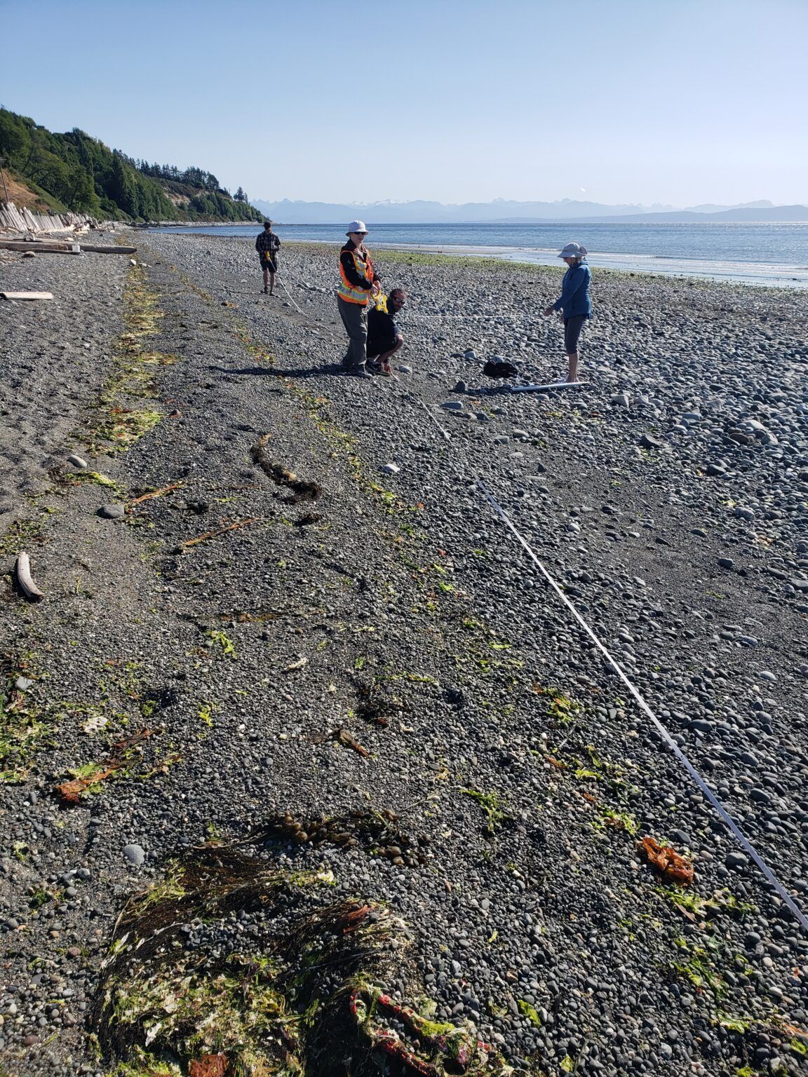 Forage Fish - PSF Marine Data Centre