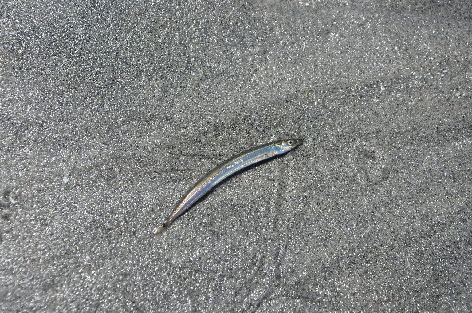 Forage Fish - PSF Marine Data Centre