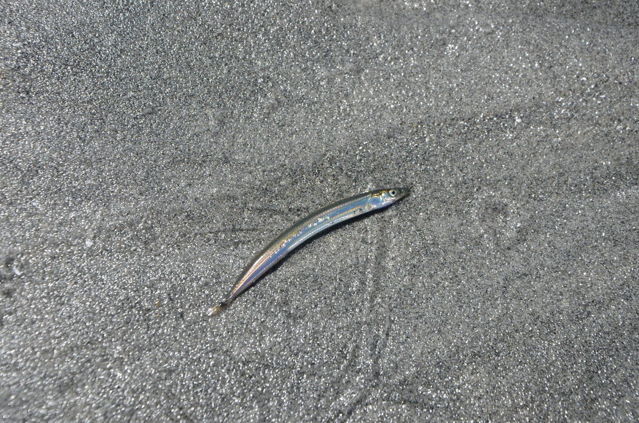 Forage Fish - PSF Marine Data Centre