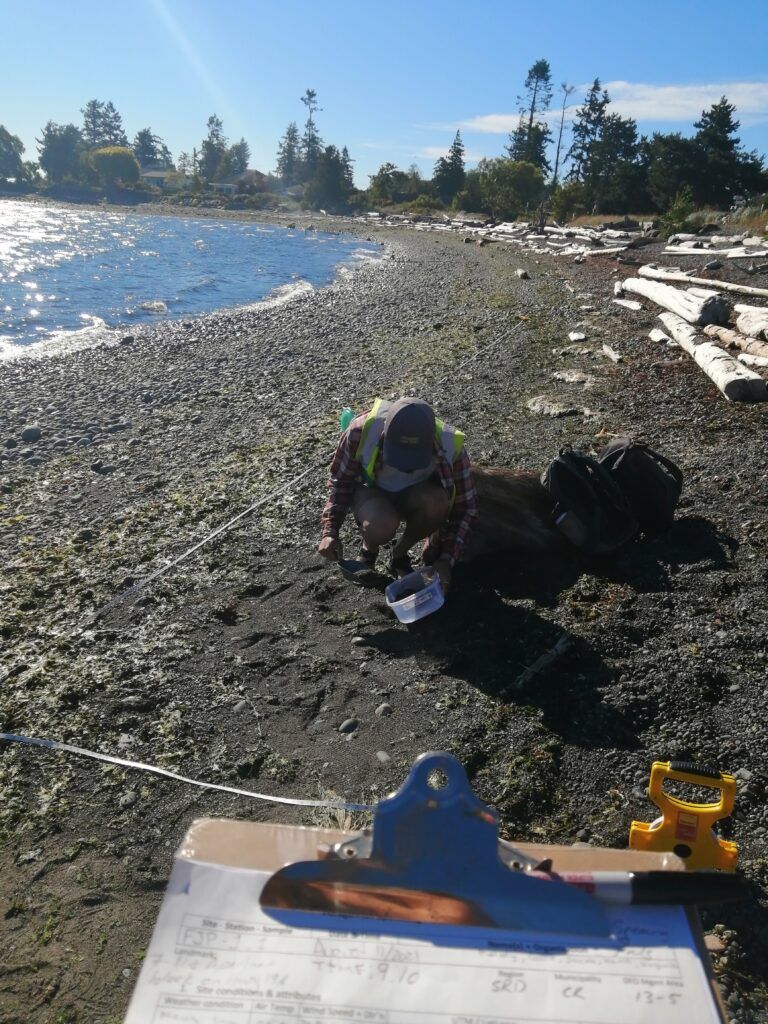 Forage Fish - PSF Marine Data Centre